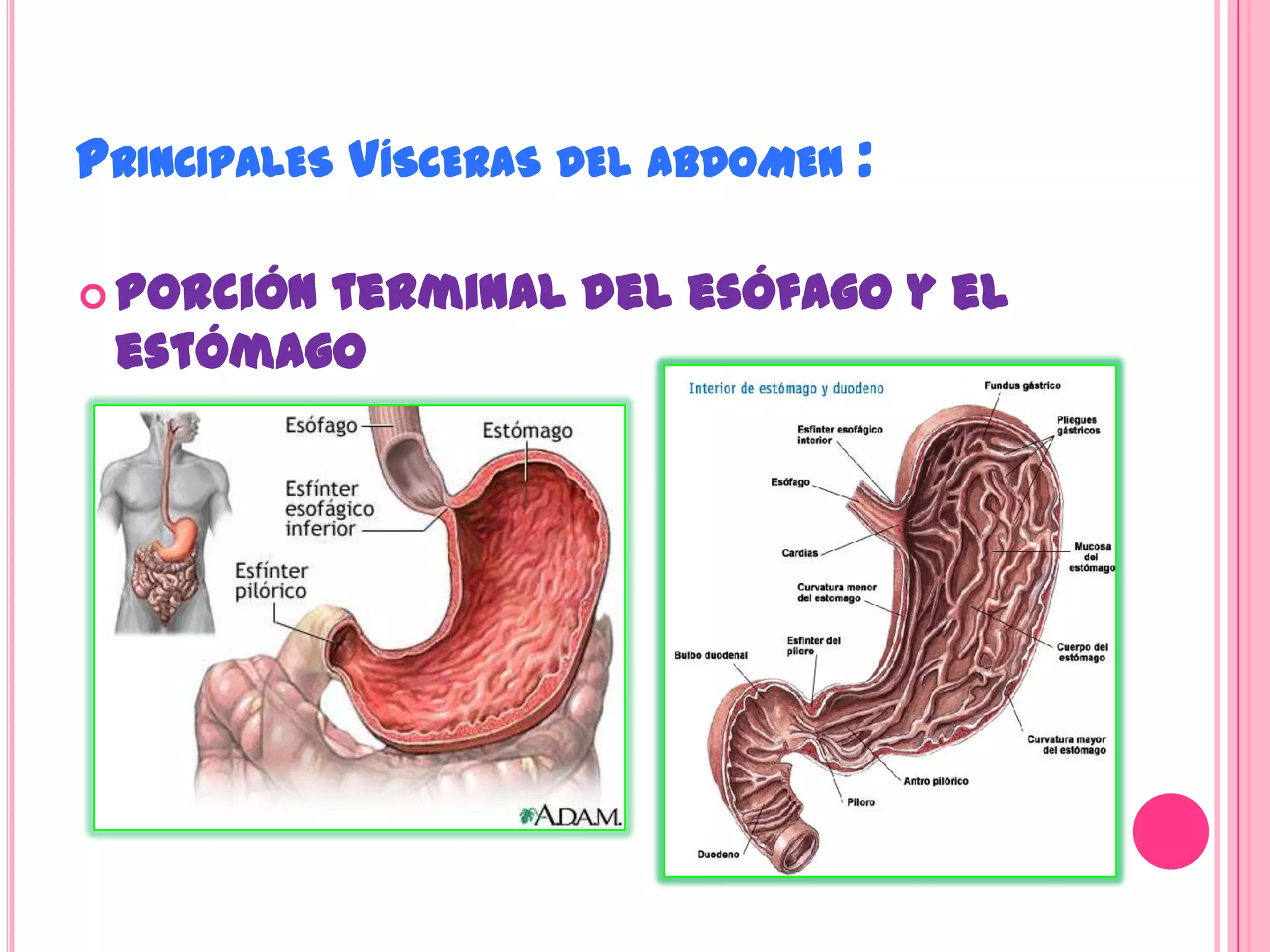 Exposición de anatomía visceras abdominales | PPTX