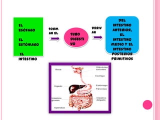 Exposición de anatomía visceras abdominales | PPTX