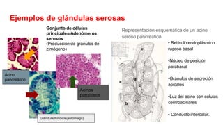 EXPOSICIÓN DE HISTOLOGIA 1ERA UNIDAD.pptx