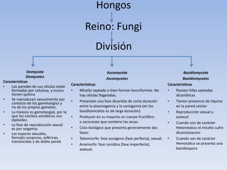 Hongos | PDF