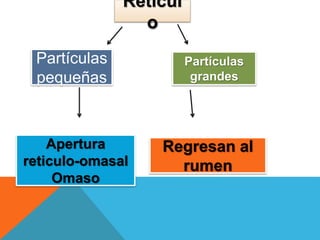 sistema digestivo de los rumiantes | PPTX