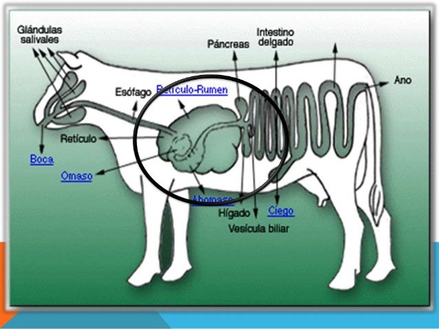 sistema digestivo de los rumiantes