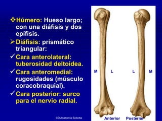 exposición de morfofisiologia.pptx