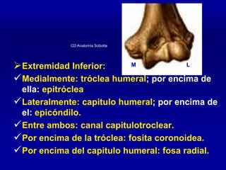 exposición de morfofisiologia.pptx