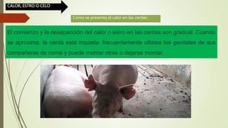 Diagnóstico de cerdos | PPTX