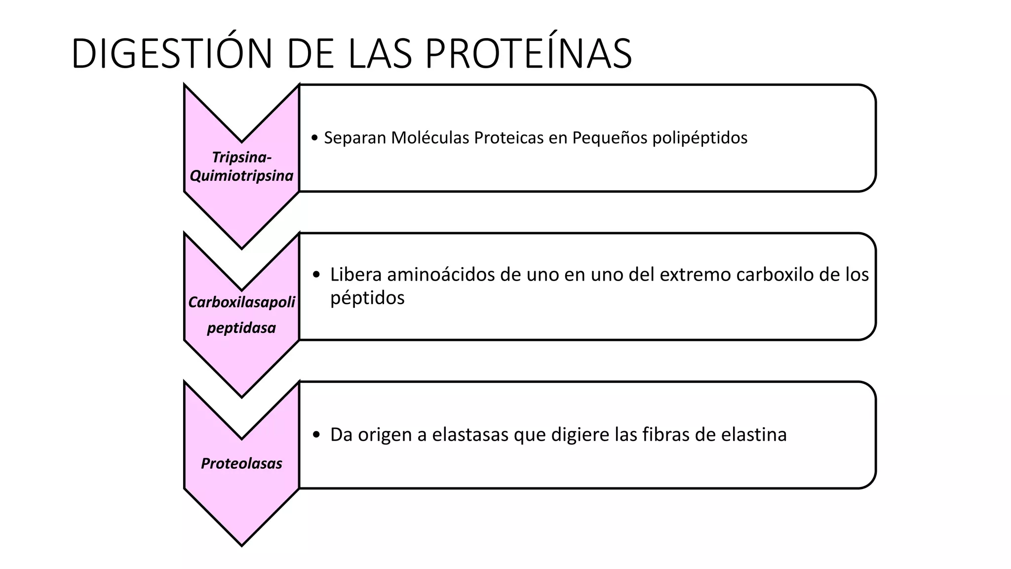 Digestión y absorción en el tubo digestivo - Capítulo 65 | PPTX ...