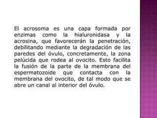 Genética y medio ambiente, espermatogénesis y el espermatozoide | PPTX