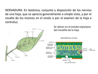 Exposiciónnervaduras | PPTX