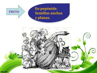 FAMILIA CUCURBITACEAE Y ESTERCULIACEAE | PPTX