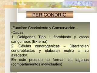 Exposición tej cartilaginoso | PPT