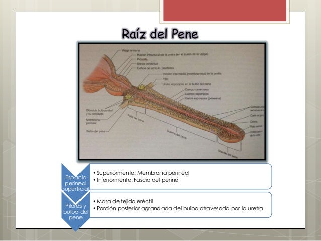 Exposicion