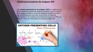 Exposicion- Anatomia - sistema linfatico.pptx
