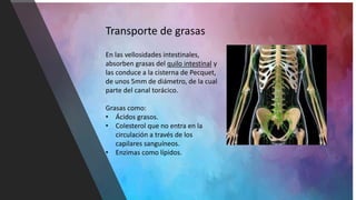 Exposicion- Anatomia - sistema linfatico.pptx