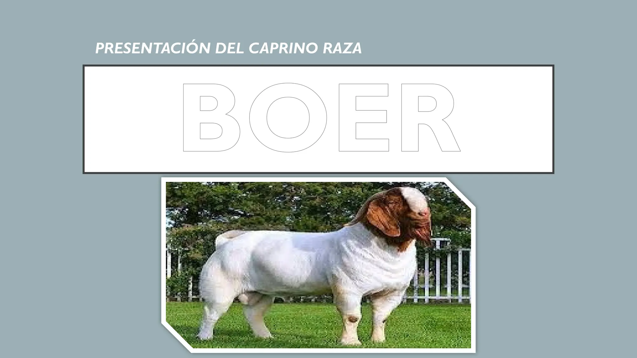 CARACTERISTICAS FENOTIPICAS DEL CAPRINO BOER | PPTX
