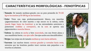 CARACTERISTICAS FENOTIPICAS DEL CAPRINO BOER | PPTX