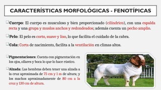 CARACTERISTICAS FENOTIPICAS DEL CAPRINO BOER | PPTX