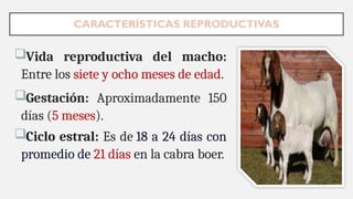 CARACTERISTICAS FENOTIPICAS DEL CAPRINO BOER | PPTX