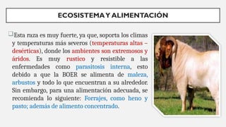 CARACTERISTICAS FENOTIPICAS DEL CAPRINO BOER | PPTX