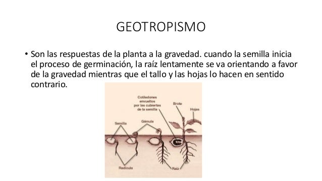 Geotropismo Ejemplos