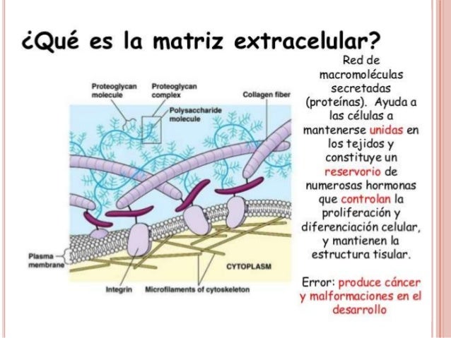 Exposicion celulas-matriz-e-histogenesis