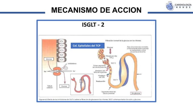 EXPOSICION - ISGLT 2 - REVISION ACTUALIZADA.pptx