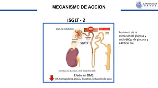 EXPOSICION - ISGLT 2 - REVISION ACTUALIZADA.pptx