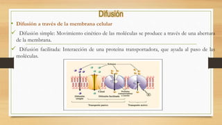 Transporte de sustancias a través de las membranas celulares | PPTX