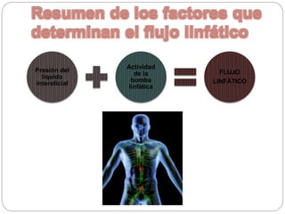 La microcirculación y el sistema linfático: intercambio de líquido ...