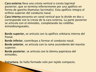 Huesos de la Cara | PPTX