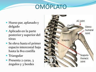 EXPOSICION DE ANATIMIA, DESCRIPCION DEL OMOPLATO | PPTX
