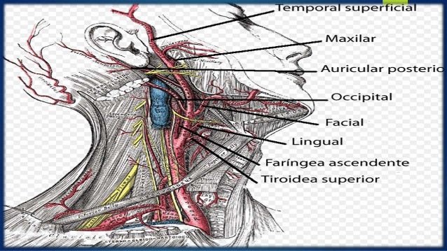 Exposicion anatomia arteria carótida interna