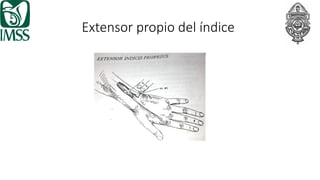 exposicion anatomia del musculo esqueletico | PPTX
