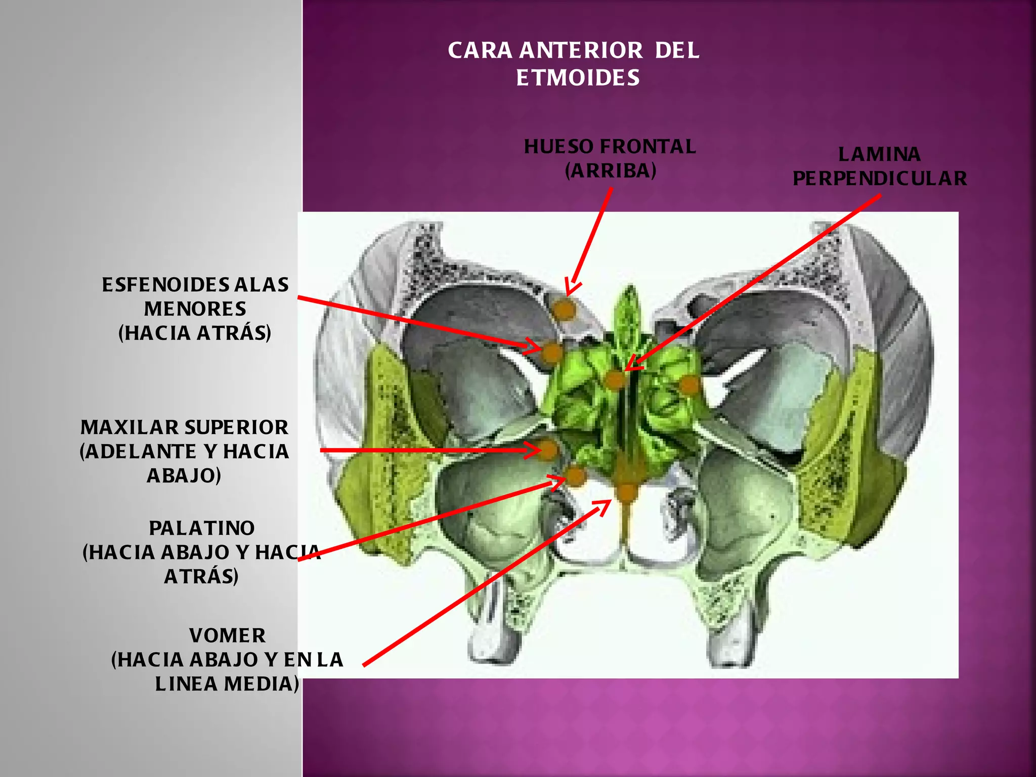 Exposicion anatomia hueso etmoides | PPS