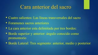 Exposición anatomia huesos de la cintura pelviana coxal sacro art ...