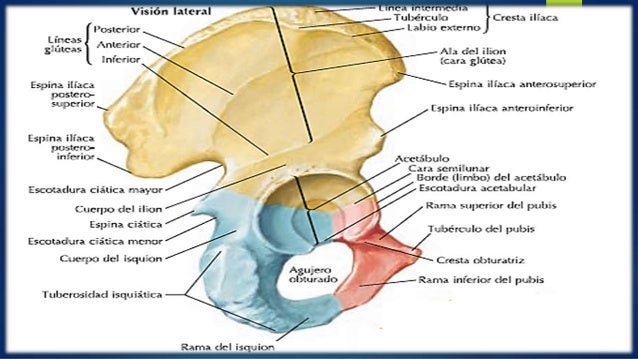 Exposición anatomia huesos de la cintura pelviana coxal sacro art cox…