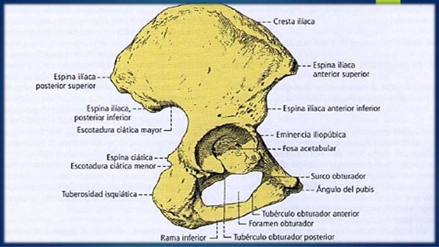 Exposición anatomia huesos de la cintura pelviana coxal sacro art cox…
