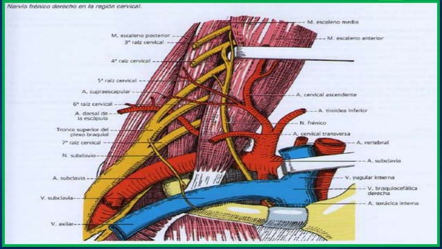 Exposición anatomia subclavia
