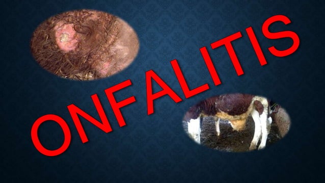 ONFALITIS EN BOVINOS | PPTX