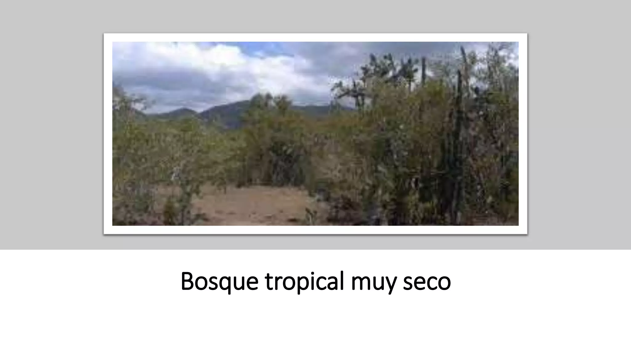 Bosque tropical seco y bosque tropical muy seco | PPTX