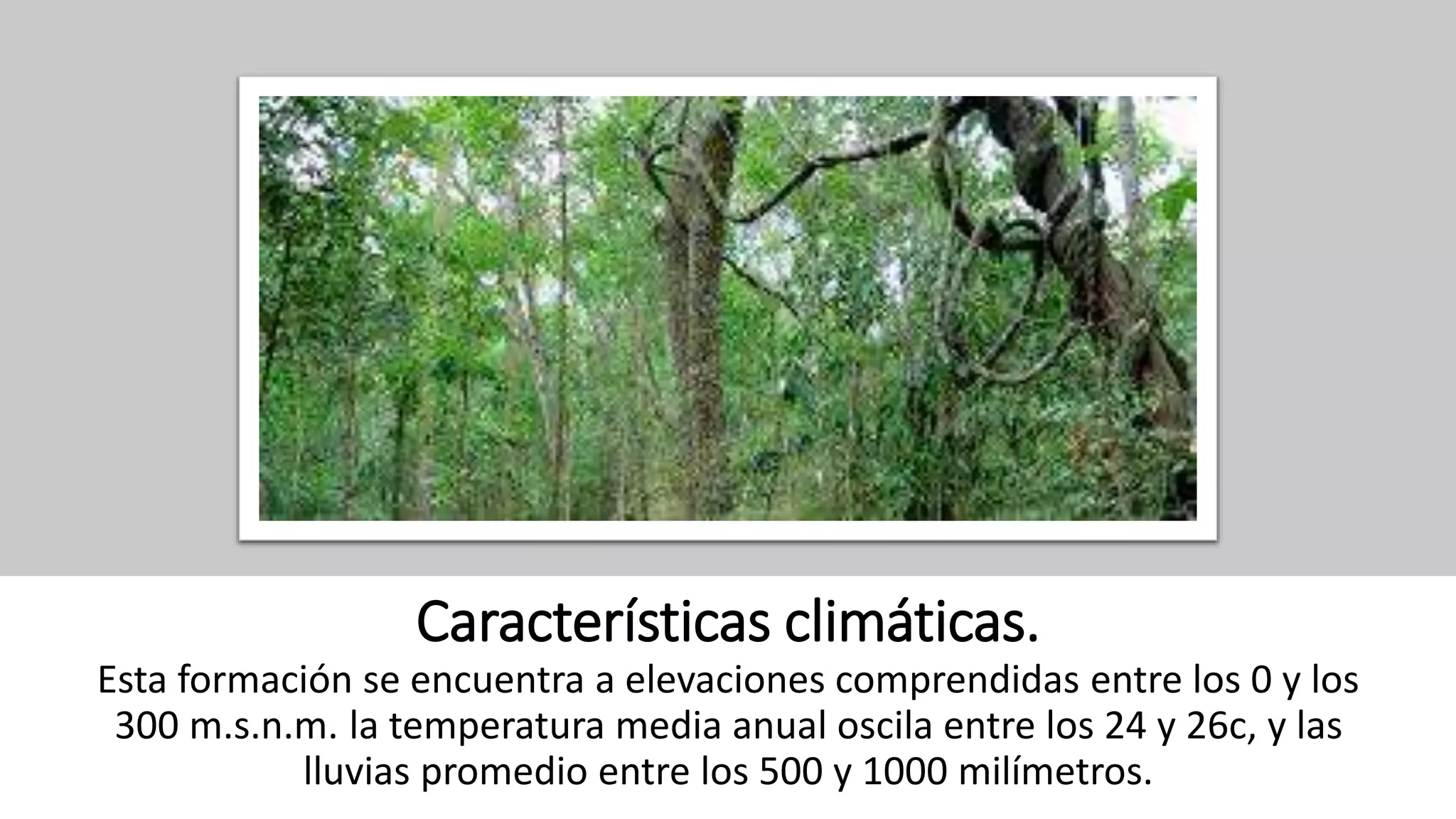 Bosque tropical seco y bosque tropical muy seco | PPTX
