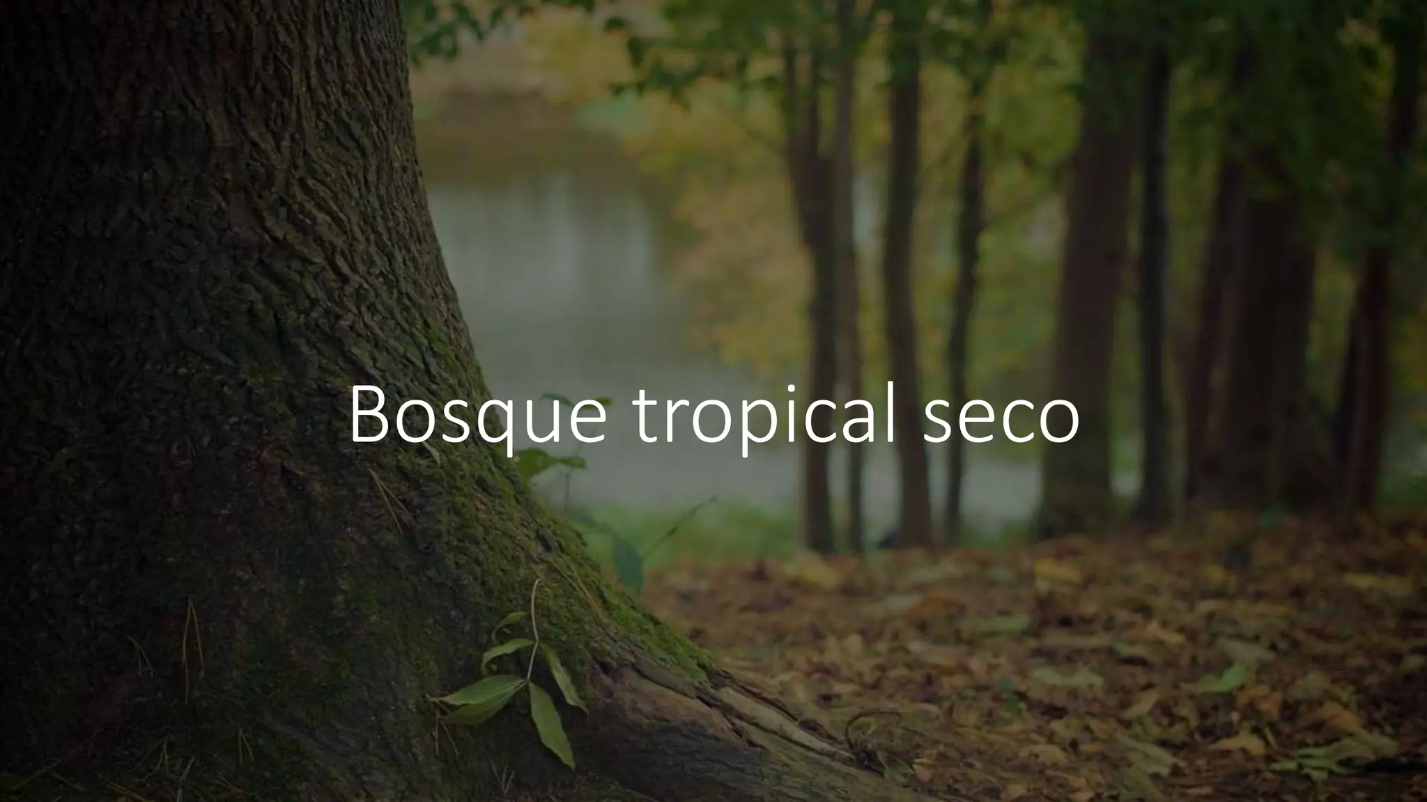 Bosque tropical seco y bosque tropical muy seco | PPTX