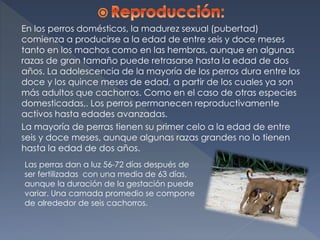 Canis lupus familiaris-Perro domestico | PPTX