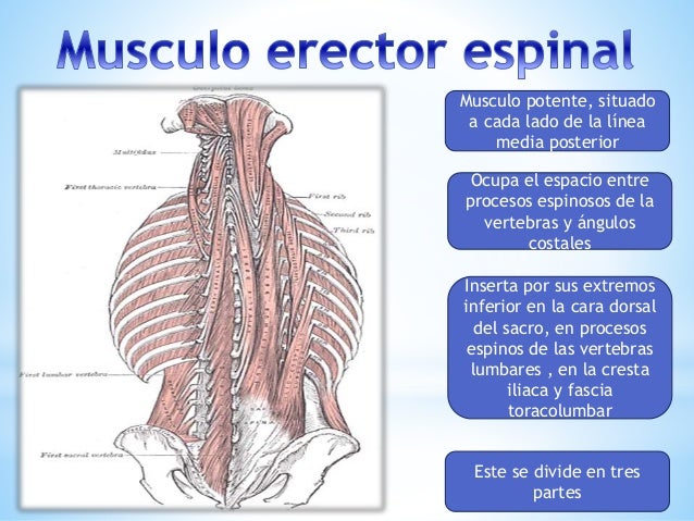Exposicion cct torax