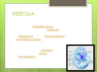 Exposicion celula eucariota vegetal | PPTX