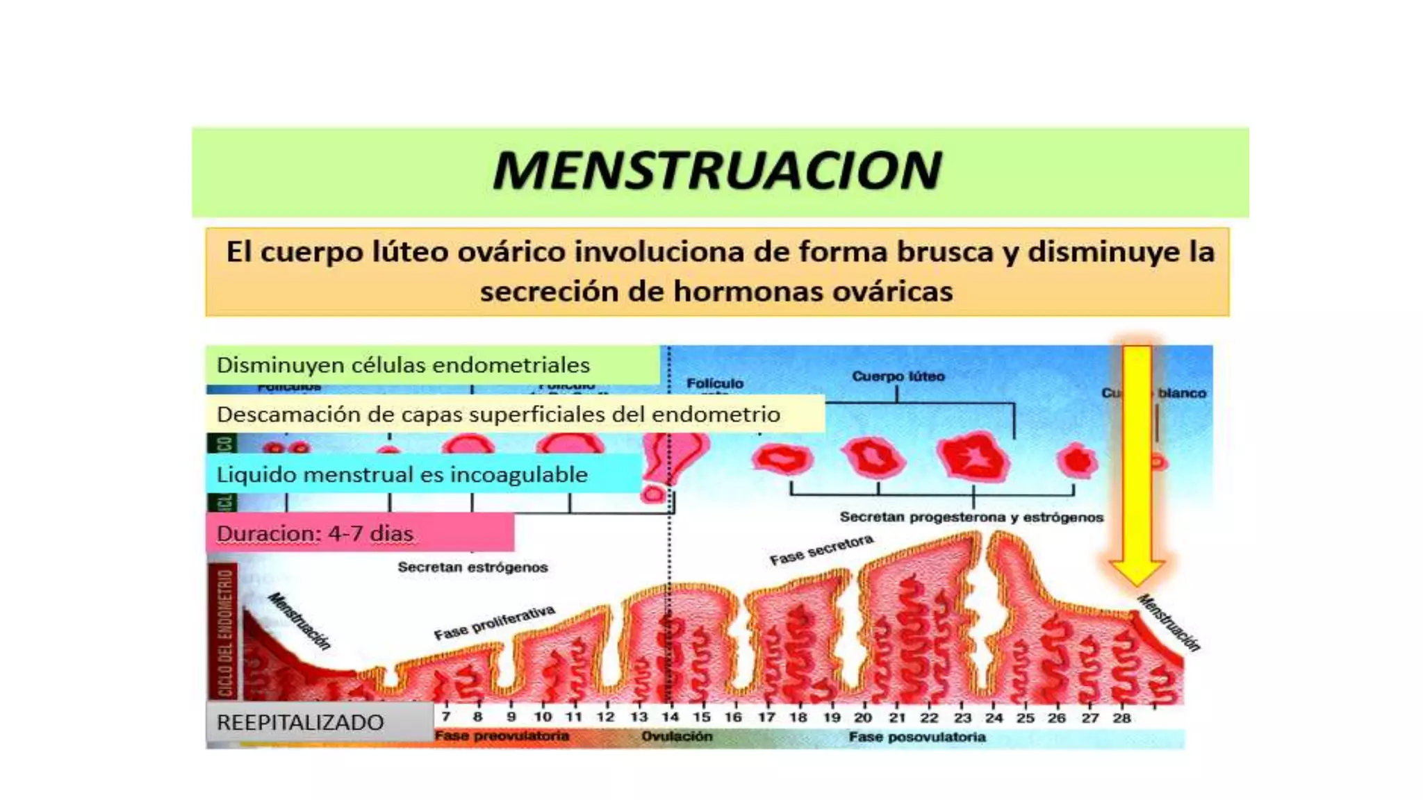 Exposicion ciclo endometrial mensu al | PPT
