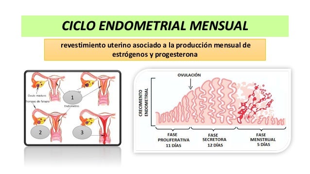 Exposicion ciclo endometrial mensu al