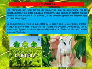 EXPOSICION CLOROFILA INVESTIGACION .pptx