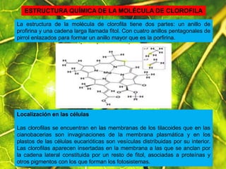 EXPOSICION CLOROFILA INVESTIGACION .pptx