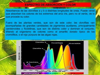 EXPOSICION CLOROFILA INVESTIGACION .pptx