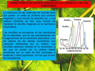 EXPOSICION CLOROFILA INVESTIGACION .pptx